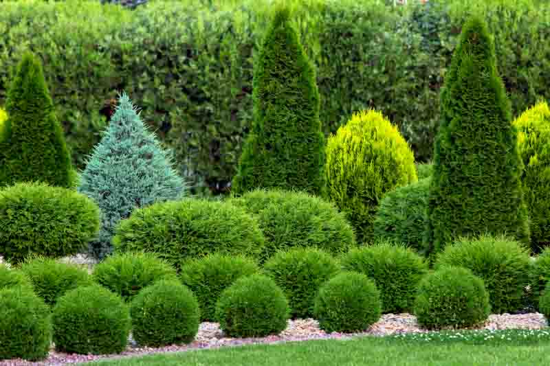 Arborvitae: Varieties and Growing Tips for Vibrant Gardens