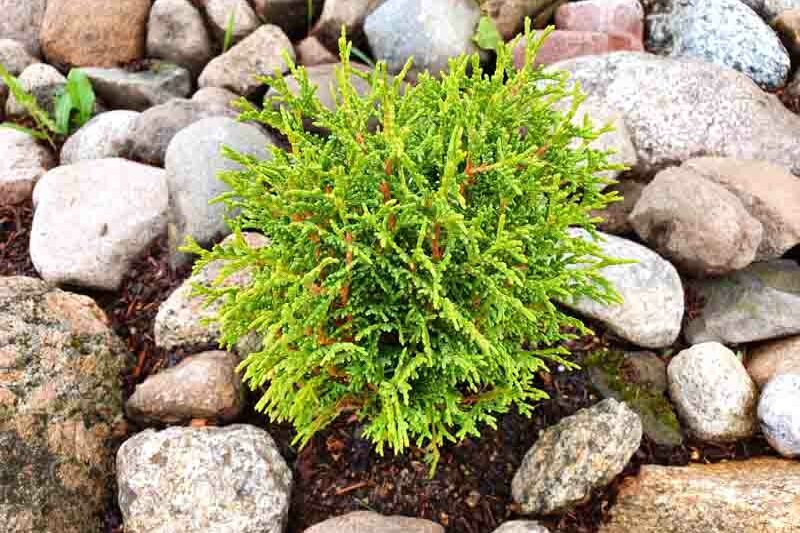 Thuja occidentalis 'Tiny Tim' (American Arborvitae)