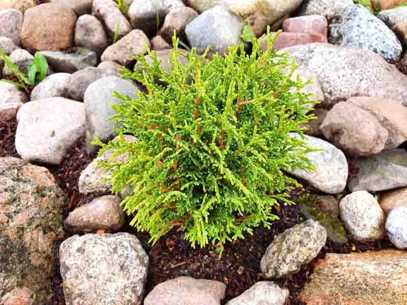 Thuja occidentalis 'Tiny Tim' (American Arborvitae)
