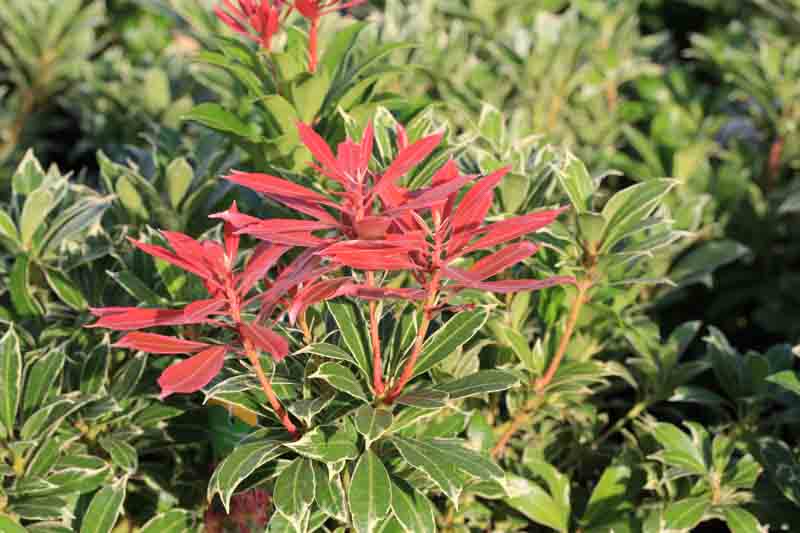 Pieris japonica 'Carnaval' (Japanese Andromeda)