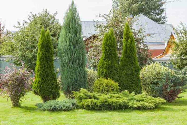 Arborvitae: Varieties and Growing Tips for Vibrant Gardens