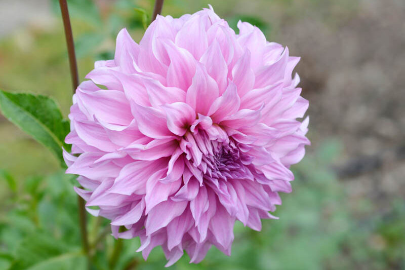 Dahlia 'Vassio Meggos'