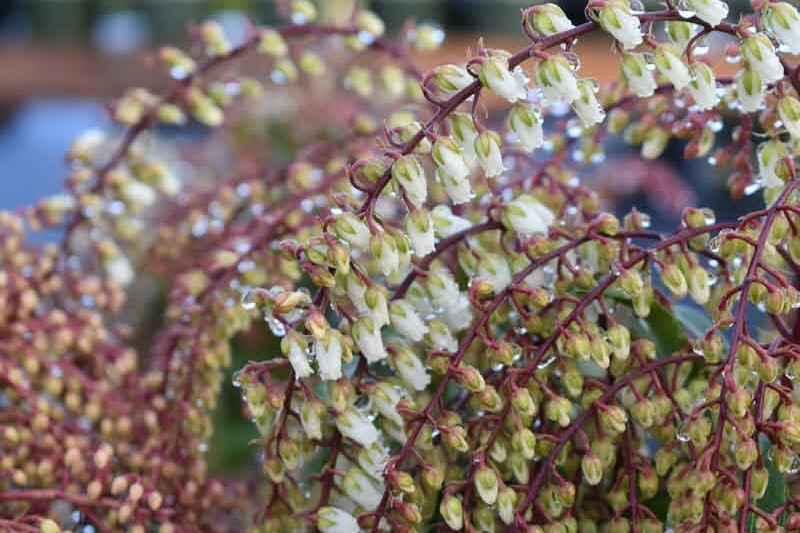 Pieris japonica 'Mountain Fire' (Japanese Andromeda)