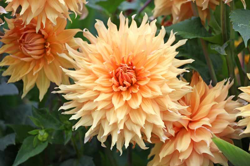 Dahlia 'Hamari Gold'