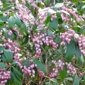 Pieris floribunda (Mountain Andromeda)
