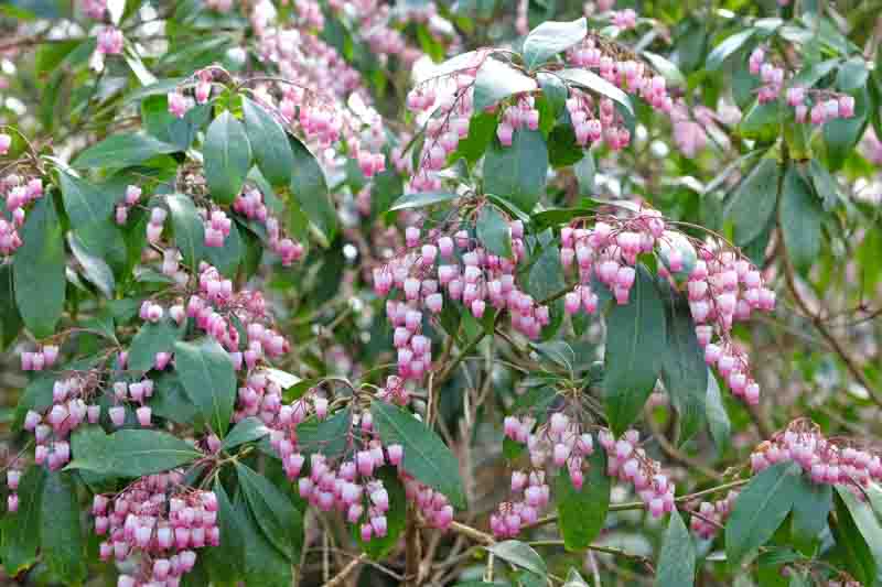 Pieris japonica (Japanese Andromeda): All you Need to Know