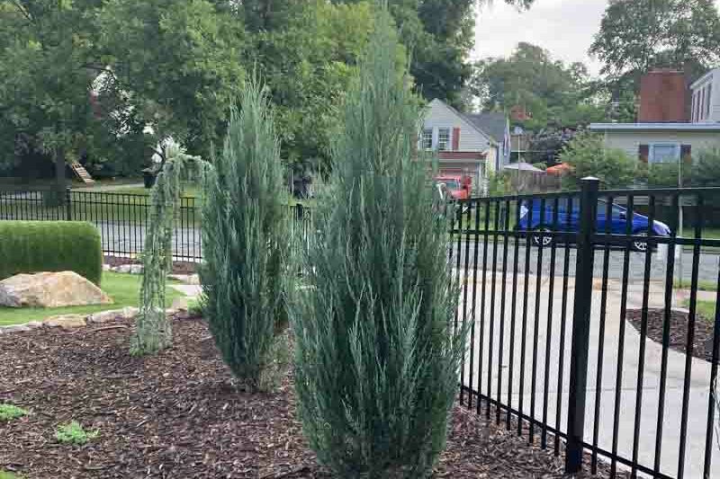 Juniperus scopulorum 'Blue Arrow' (Rocky Mountain Juniper)
