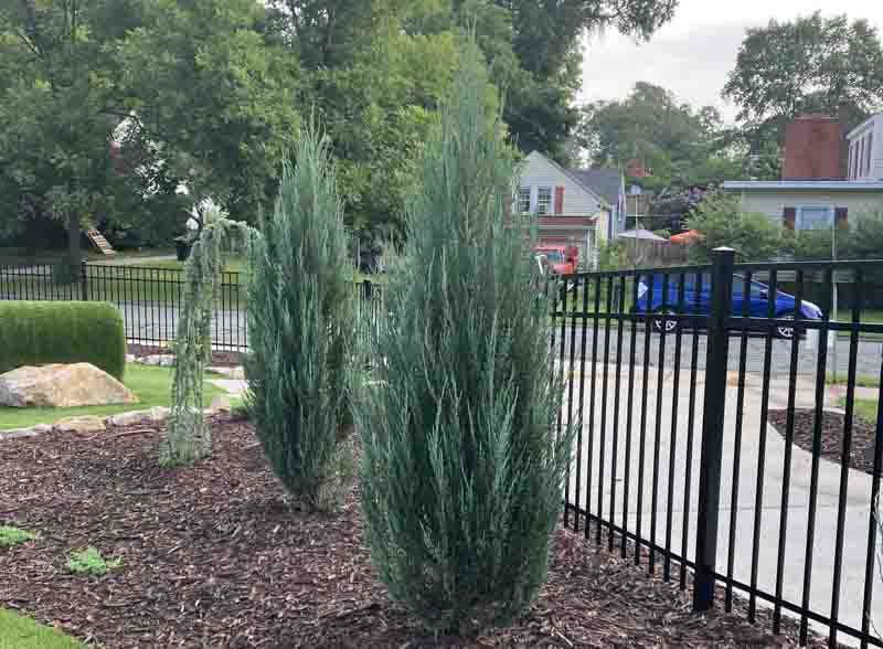 Juniperus scopulorum 'Blue Arrow' (Rocky Mountain Juniper)