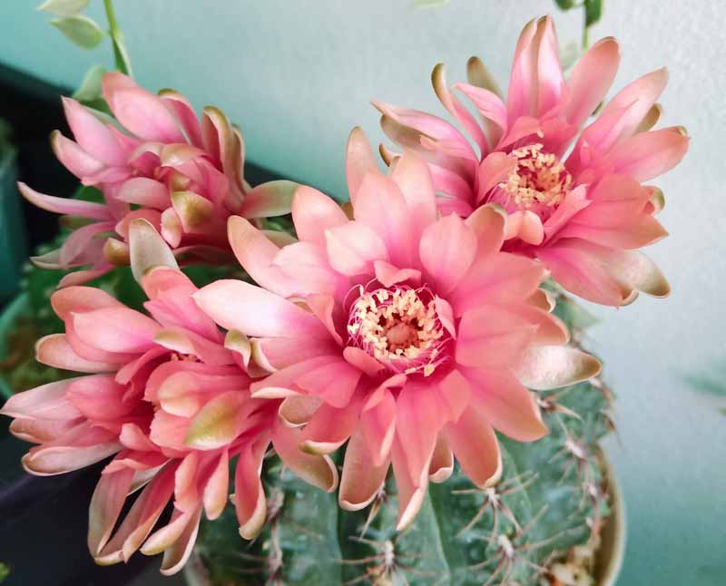 Dwarf Chin Cactus (Gymnocalycium baldianum)