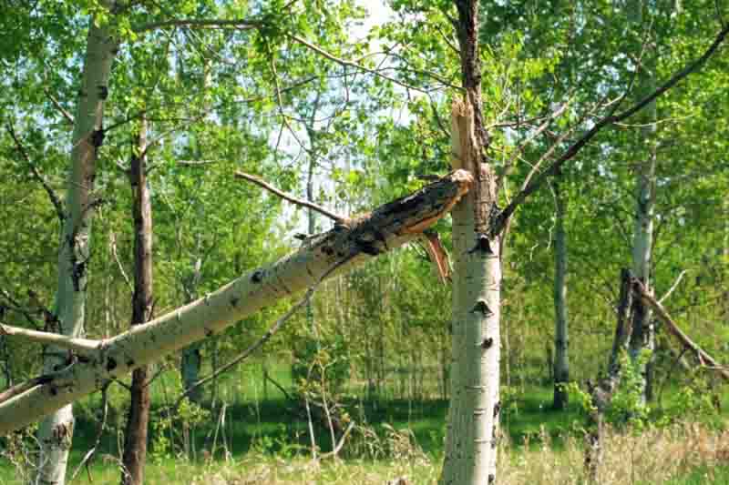 Hypoxylon Canker: Description, Symptoms, Treatments