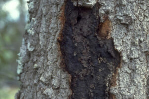Hypoxylon Canker: Description, Symptoms, Treatments