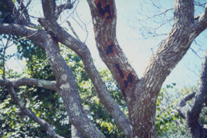 Hypoxylon Canker: Description, Symptoms, Treatments