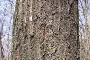Oak Wilt: Description, Symptoms, Treatments