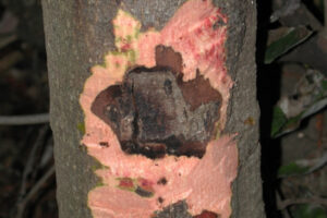 Sudden Oak Death: Description, Symptoms, Treatments