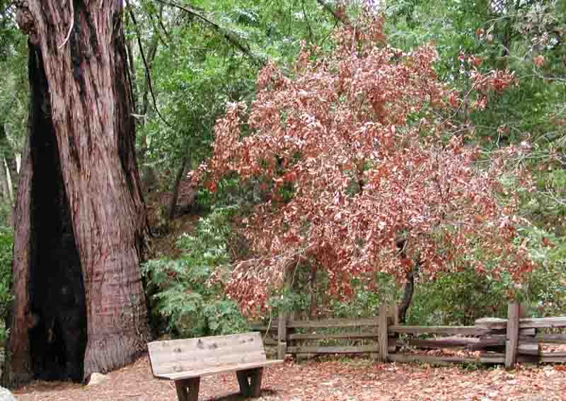 Sudden Oak Death: Description, Symptoms, Treatments