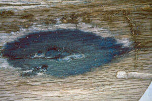 Oak Wilt: Description, Symptoms, Treatments