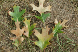 Oak Wilt: Description, Symptoms, Treatments