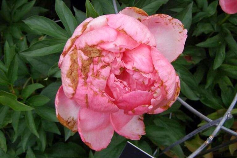 Botrytis Blight of Peony