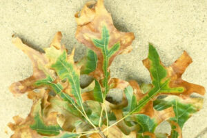 Bacterial Leaf Scorch: Description, Symptoms, Treatments