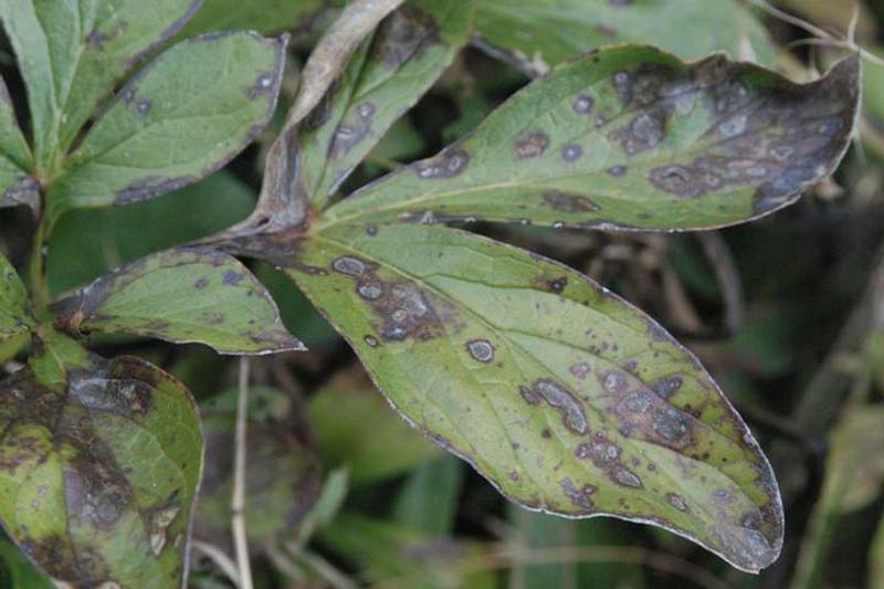 Peony Blotch, Red Spot, Measles