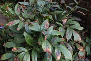 Botrytis Blight of Peony
