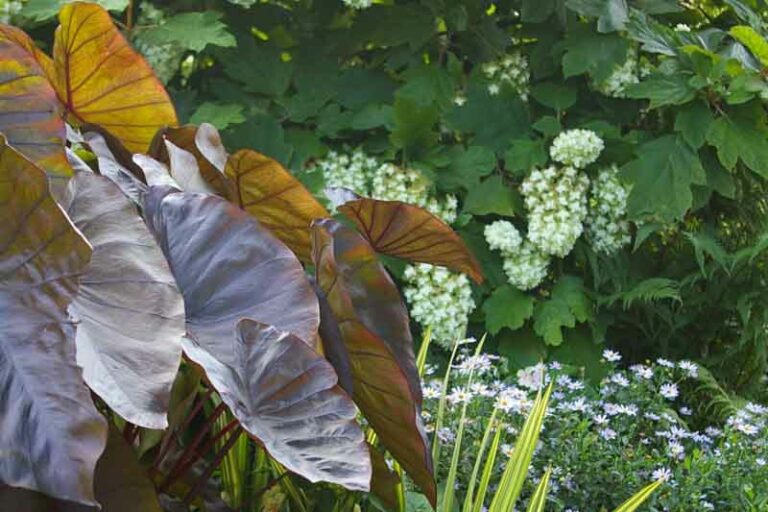 Elephant Ear: All You Need to Know About Growing Elephants Ears
