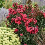 Lagerstroemia Ruffled Red Magic™ (Crape Myrtle)