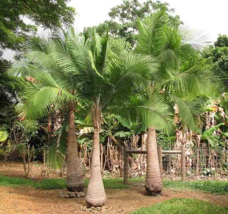 Majesty Palm (Ravenea rivularis)