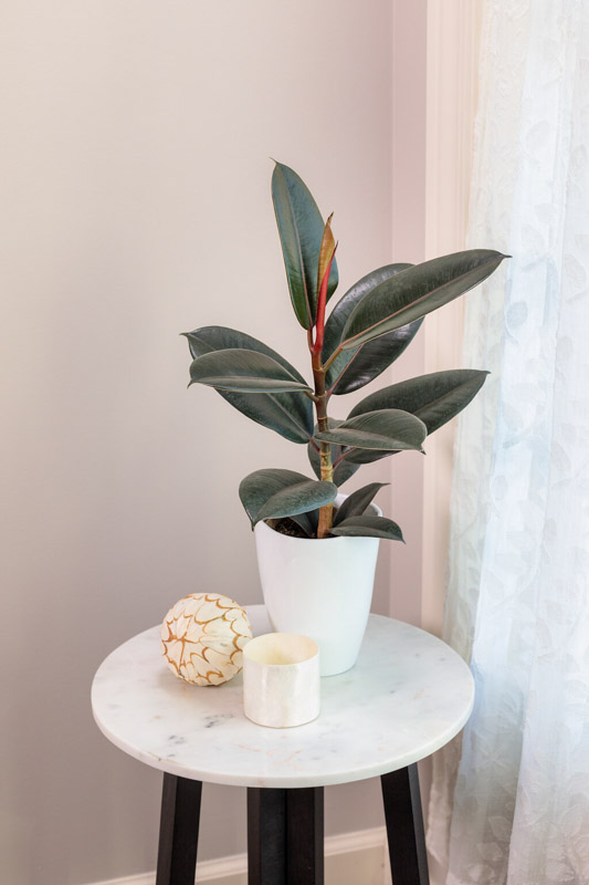 Ficus elastica 'Abidjan' (Rubber Tree)
