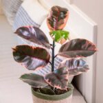 Ficus elastica (Rubber Tree)