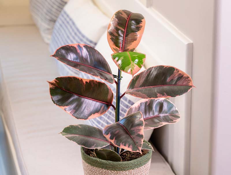 ficus elastica belize ruby