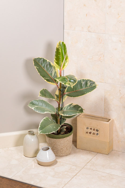 ficus elastica