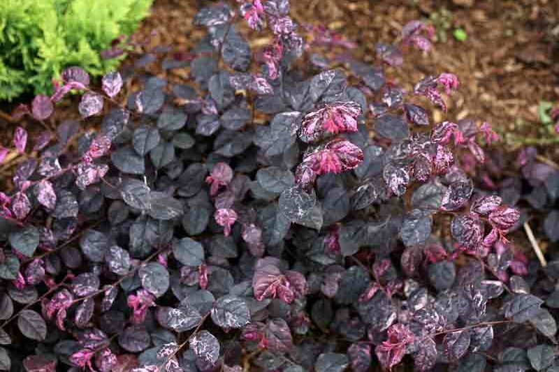 Loropetalum chinense Jazz Hands Variegated® (Chinese Fringe Flower)