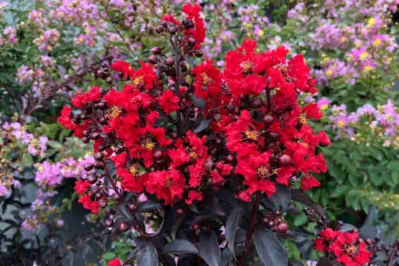 Crepe Myrtle Center Stage® Red (Lagerstroemia)