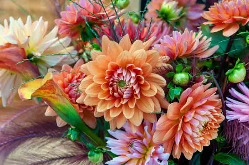 26 Must-Grow Summer Bulbs for Gardens & Pots