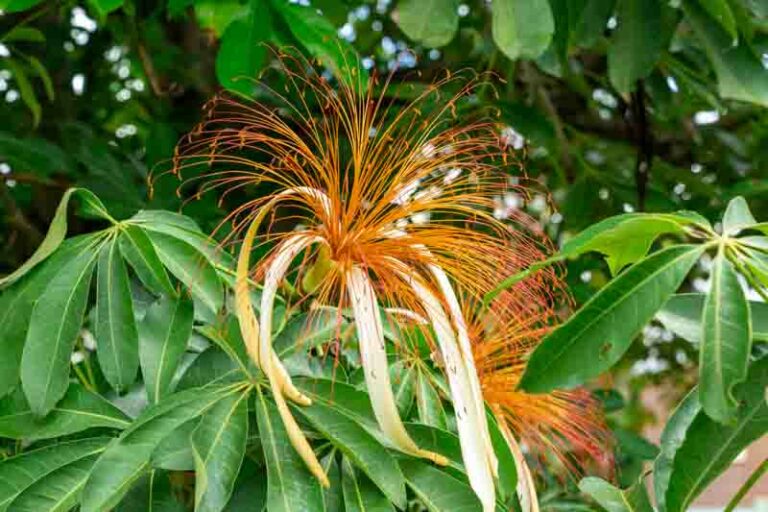 Money Tree: Fun Facts You Didn't Know