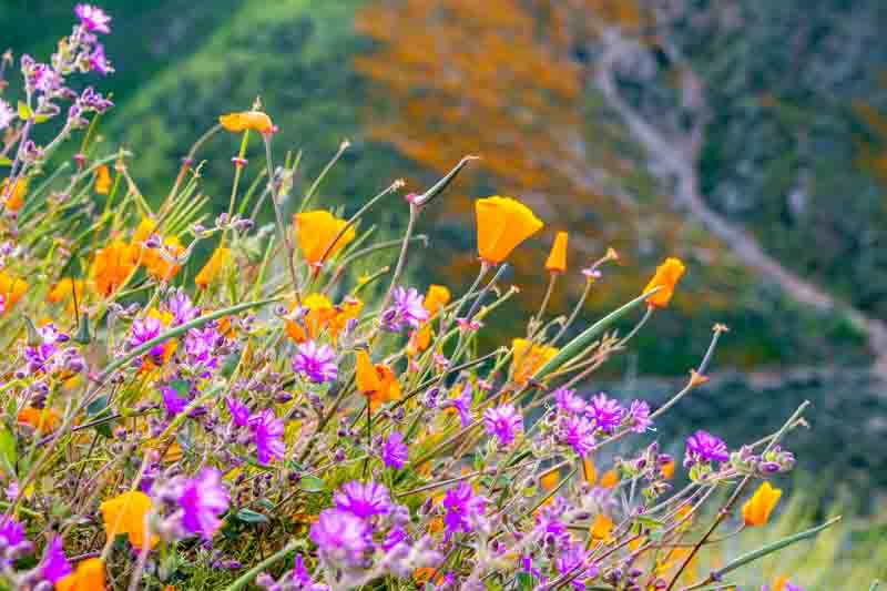 Top 20 Spring Wildflowers to Plant Now