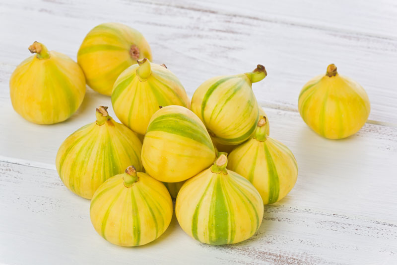 Ficus carica 'Panaché' (Fig)