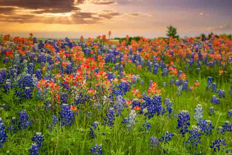 Top 20 Spring Wildflowers to Plant Now