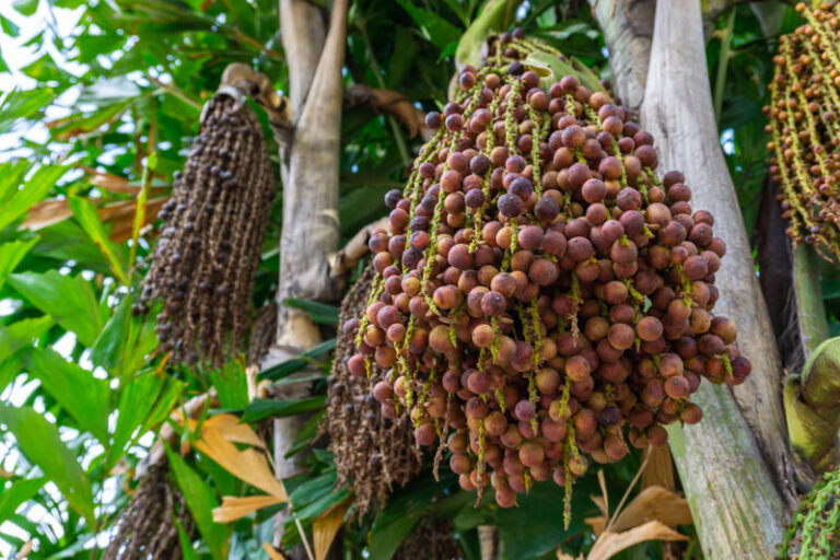 Fishtail Palm (Caryota mitis): Everything You Need To Know