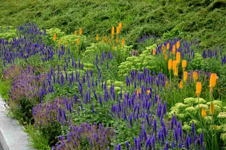 Perennial: Definition & Guide to Choosing the Best Perennial Plants