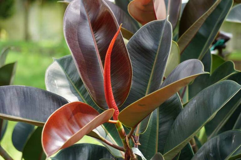 Ficus elastica (Rubber Tree)