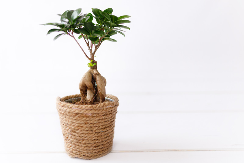 Ficus microcarpa (Chinese Banyan)