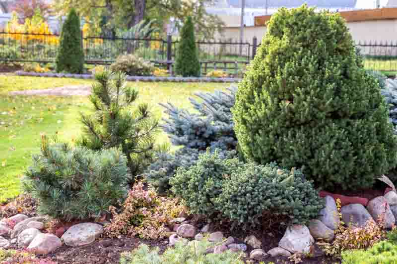 Evergreens For Small Spaces Trees For Small Gardens: Maximizing Your