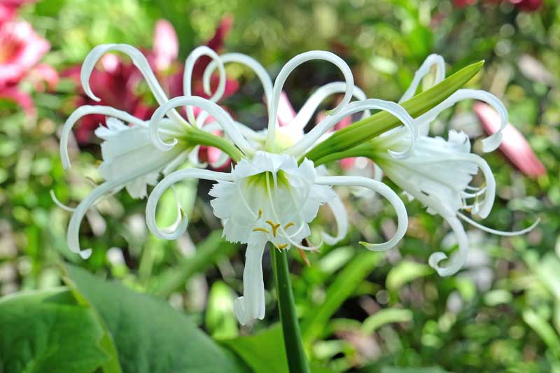 Hymenocallis: All You Need to Know About Growing Spider Lilies