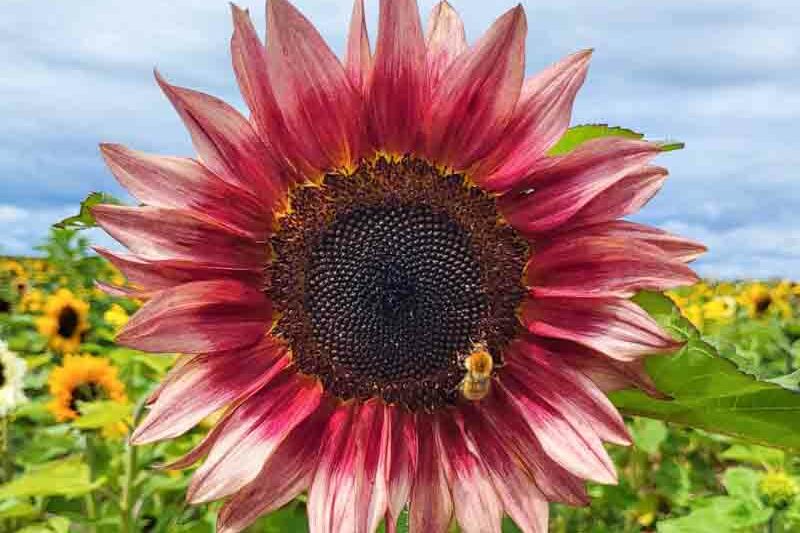Helianthus annuus ProCut® Red (Common Sunflower)