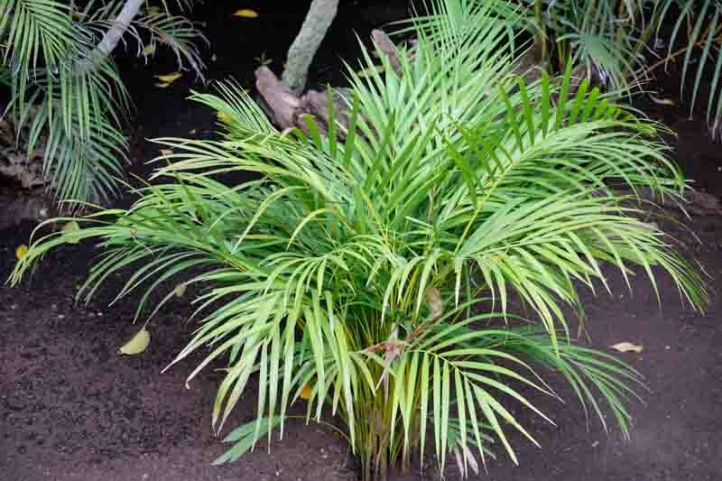 Areca Palm (Dypsis lutescens)