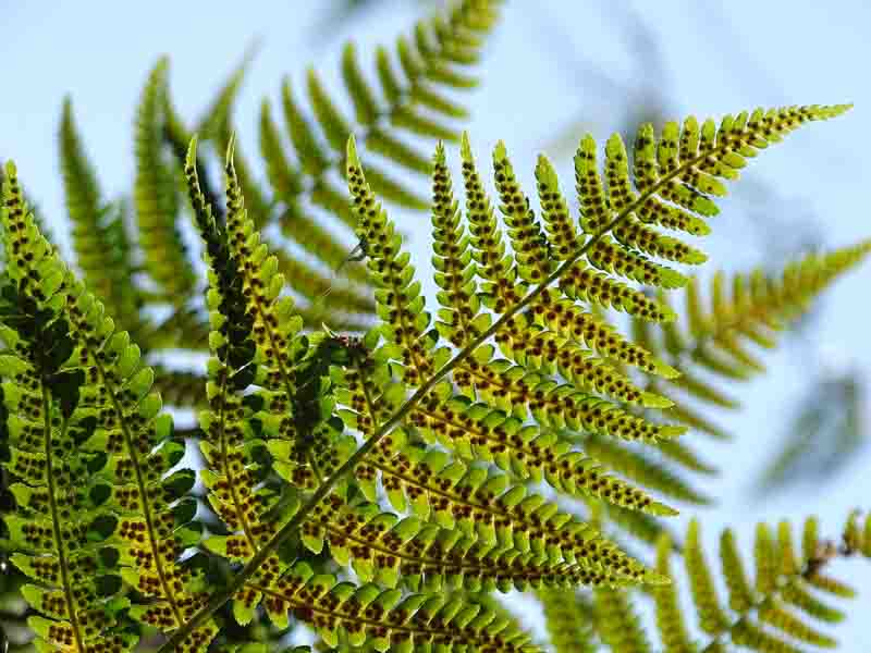40 Beautiful Fern Varieties to Revitalize Your Home and Garden