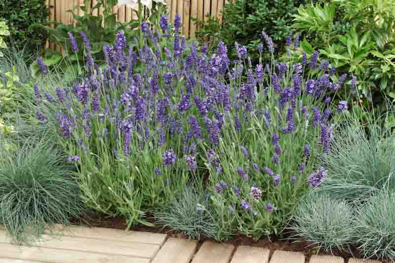 Lavandula angustifolia 'Ellagance Purple' (English Lavender)