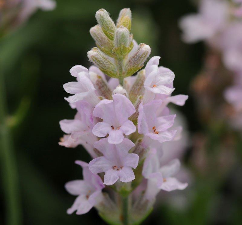 Lavandula angustifolia 'Ellagance Pink' (English Lavender)